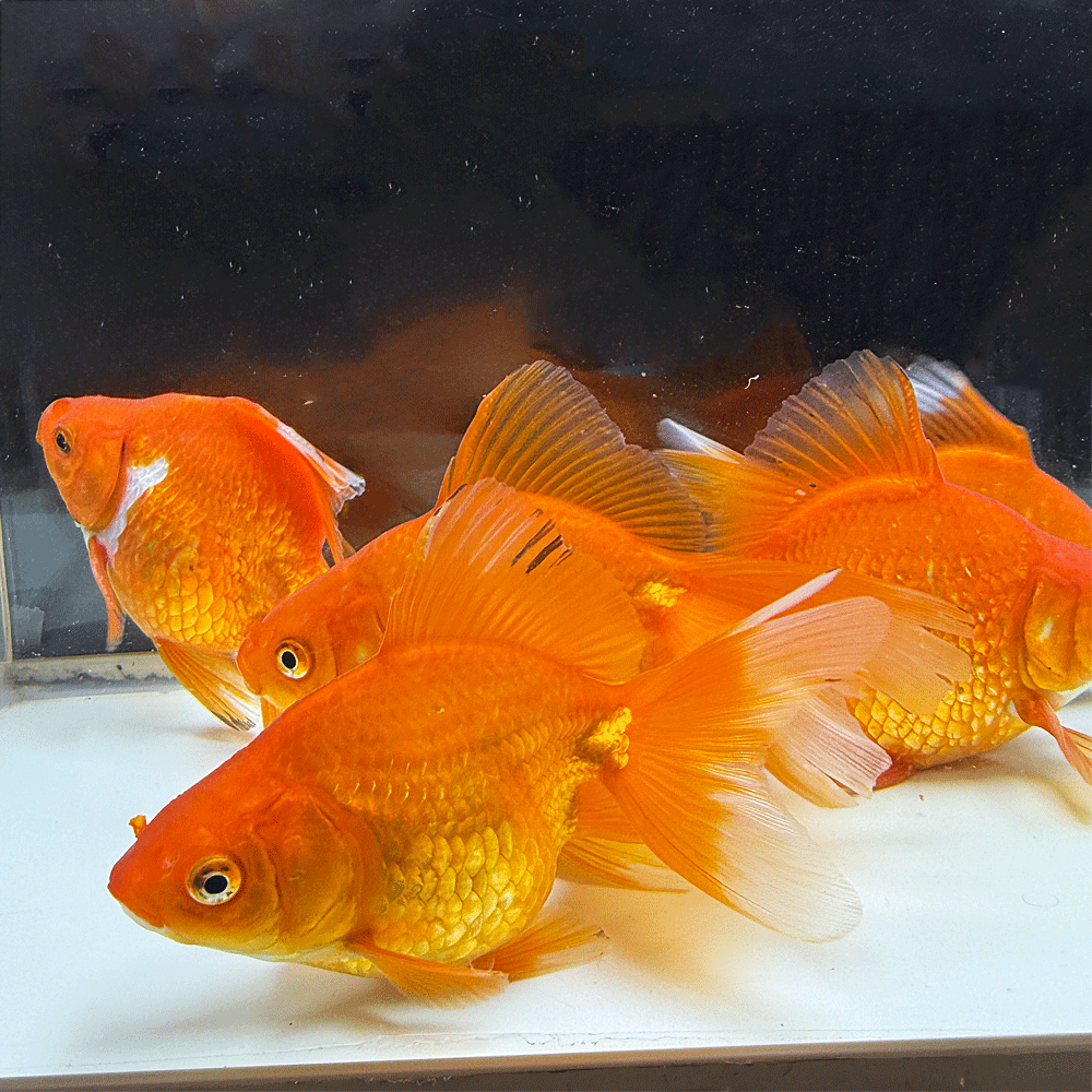 水槽　おしゃれ　生体　熱帯魚　らんちゅう貴族　ランチュウ　餌　薬琉金　オランダ獅子頭 飼育セット　卵　水草　ダルマメダカ　稚魚水槽セット　出目金　金魚　更紗　素赤　キャリコ　パンダ朱文金　浜錦　頂点眼　ピンポンパール　国産　産卵　養魚　養殖...
