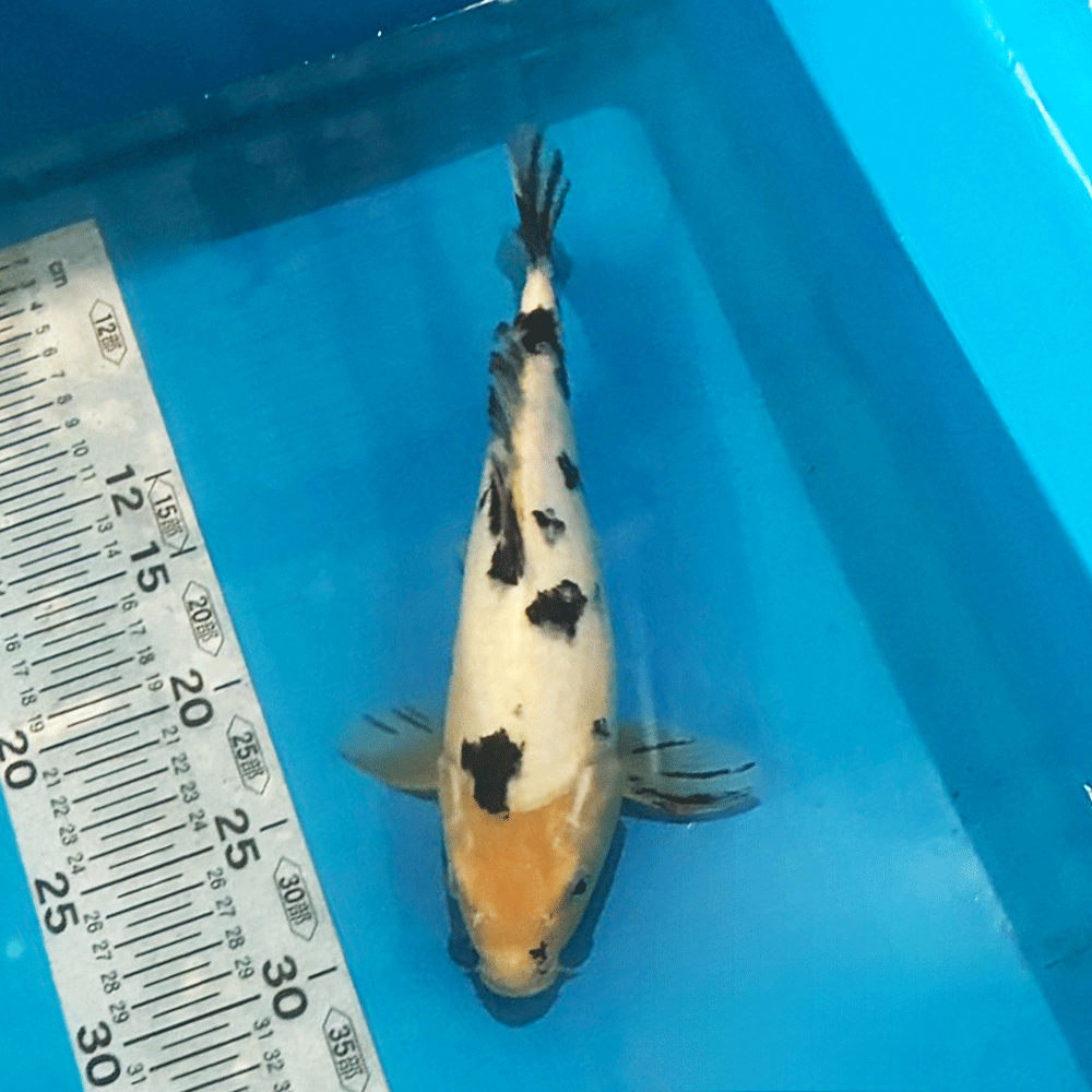 紅白 大正三色 昭和三色 丹頂 白写り 緋写り 浅黄 赤松葉 秋水 藍衣 葡萄衣 九紋竜 紅九紋竜 茶鯉 空鯉 山吹黄金 プラチナ ダイヤプラチナ 銀鱗茶鯉 銀鱗空鯉 銀鱗紅白 銀鱗昭和三色 銀鱗大正三色　銀鱗白写り 孔雀黄金 銀松葉 金昭...