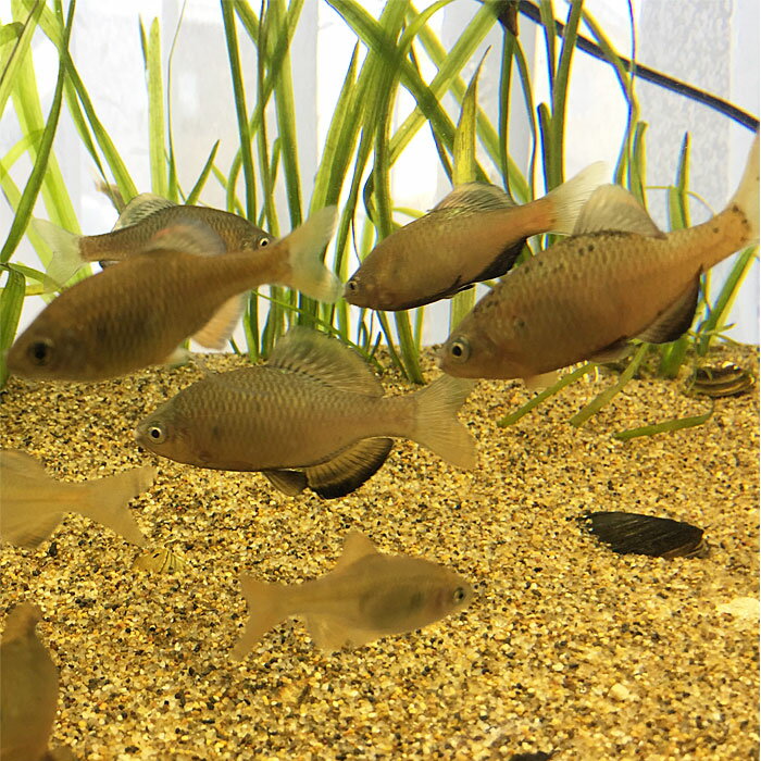 水槽　おしゃれ　生体　熱帯魚　らんちゅう貴族　ランチュウ　餌　薬琉金　オランダ獅子頭 飼育セット　卵　水草　ダルマメダカ　稚魚水槽セット　出目金　金魚　更紗　素赤　キャリコ　パンダ朱文金　浜錦　頂点眼　ピンポンパール　国産　産卵　養魚　養殖...