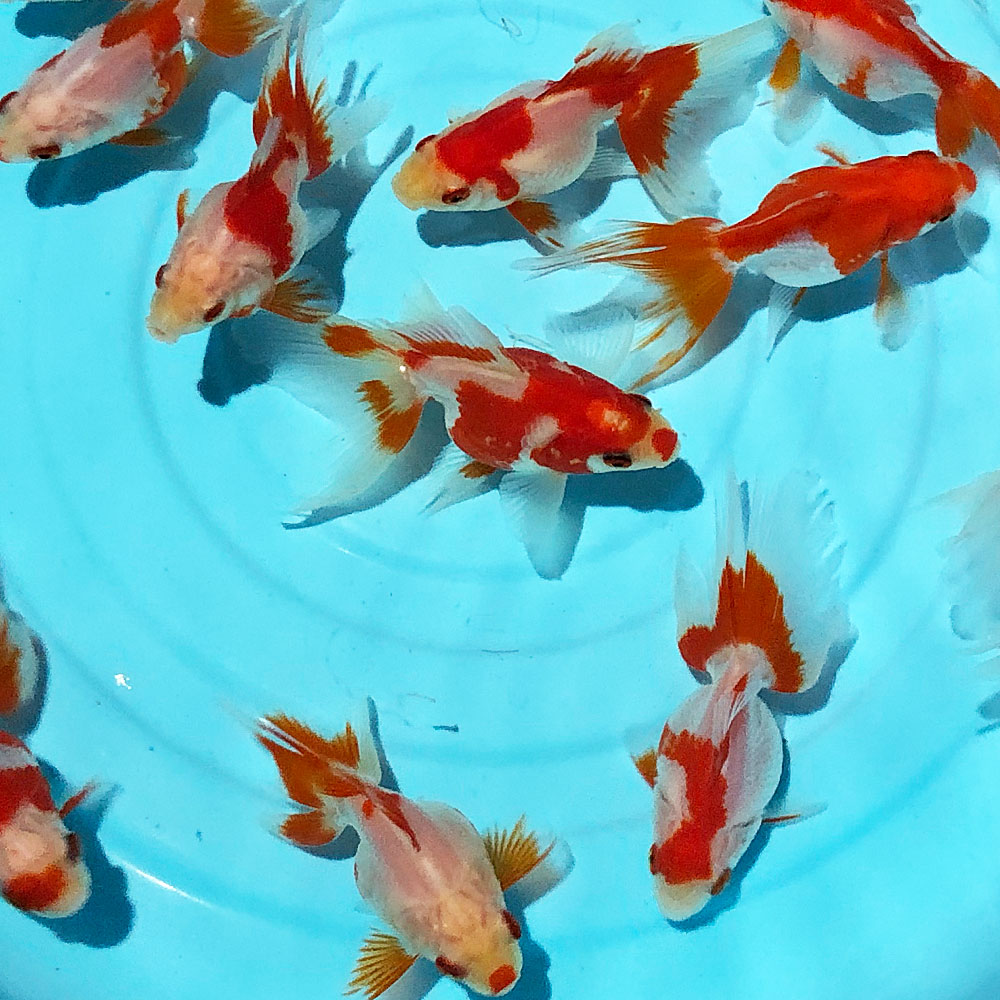 水槽　おしゃれ　生体　熱帯魚　らんちゅう貴族　ランチュウ　餌　薬琉金　オランダ獅子頭 飼育セット　卵　水草　ダルマメダカ　稚魚水槽セット　出目金　金魚　更紗　素赤　キャリコ　パンダ朱文金　浜錦　頂点眼　ピンポンパール　国産　産卵　養魚　養殖...