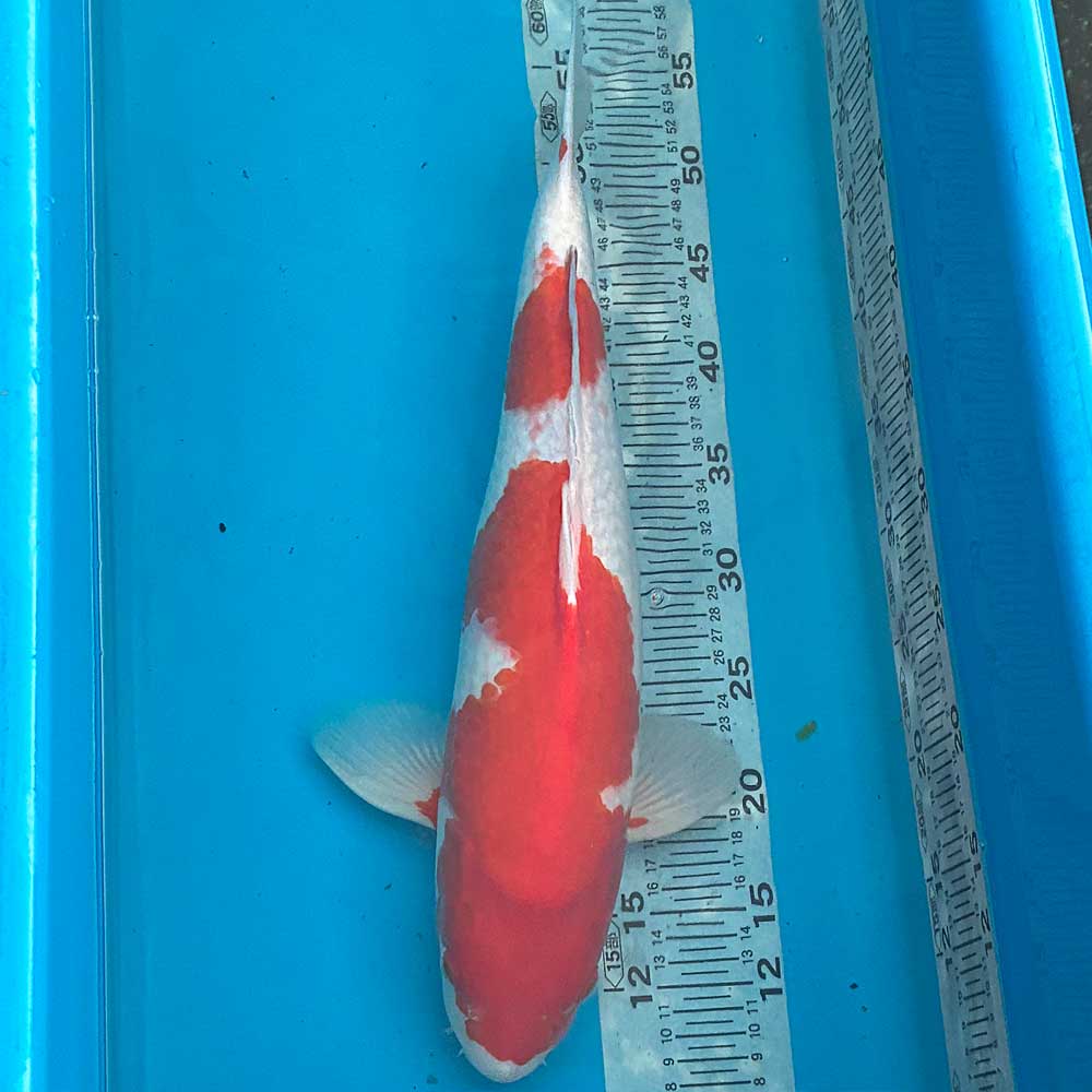 紅白 大正三色 昭和三色 丹頂 白写り 緋写り 浅黄 赤松葉 秋水 藍衣 葡萄衣 九紋竜 紅九紋竜 茶鯉 空鯉 山吹黄金 プラチナ ダイヤプラチナ 銀鱗茶鯉 銀鱗空鯉 銀鱗紅白 銀鱗昭和三色 銀鱗大正三色　銀鱗白写り 孔雀黄金 銀松葉 金昭...