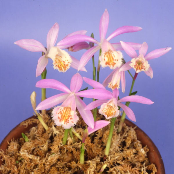 小型 野生蘭の球根球根/台湾とき草：桃花1球入り台湾高冷地産の大輪とき草で、鮮桃色の直径10cm位の花が2〜3輪開花します。ミズゴケ栽培が最も管理しやすいです。冬は球根を凍らせないようご注意ください。タイプ：ラン科の耐寒性球根植物植え付け適...