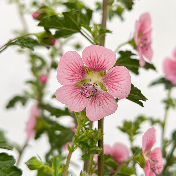 5月〜10月開花 小さなピンクの花が次々に咲く！温度があれば周年開花の草花草花の苗/アニソドンテア：サンレモクィーン3号ポット2株セット★入荷から日数が経ったためセール価格となりました。商品の状態は画像と異なる場合があります。★南アフリカ原...