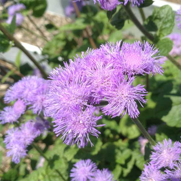 5月〜10月開花 草丈40cm 花壇や寄せ植えに草花の苗/アゲラタム：トップブルー3-3.5号ポットトップブルーは高生種のアゲラタムです。草丈が30〜50cm程になり、花壇や寄せ植えにおすすめです。次から次へと花を咲かせ、涼しげな小花が夏に...