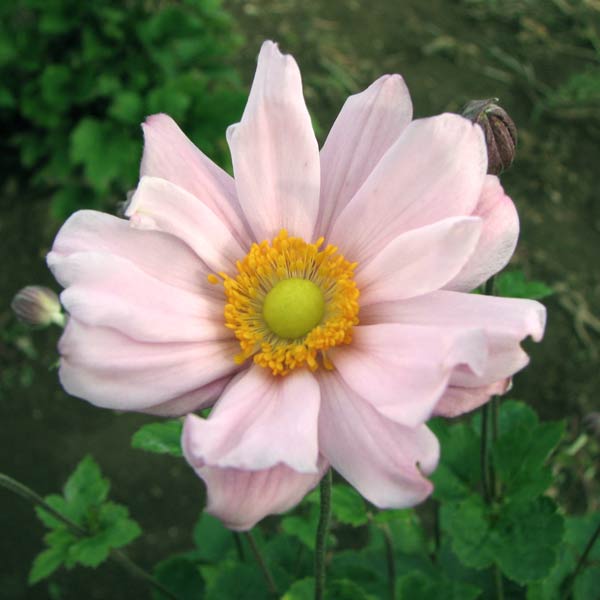 一平米分草花の苗/シュウメイギク（秋明菊）：桃花八重3号ポット 9株セット秋を彩る清楚な花。和風の庭には欠かせない、切花にも最適な宿根草です。ピンクの八重花種です。※花をお楽しみいただけるのは来年からとなります。タイプキンポウゲ科の耐寒性多...