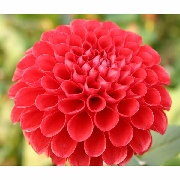 小型 秋田国際ダリア園球根/ダリアの球根：（ボール咲き大型）朝日手まり1球日本最大のダリア園「秋田国際ダリア園」から出荷された良質の球根です。いずれの球根も秋田国際ダリア園の代表であり著名な育種家でもある鷲澤氏のおすすめ品種です。「朝日手ま...