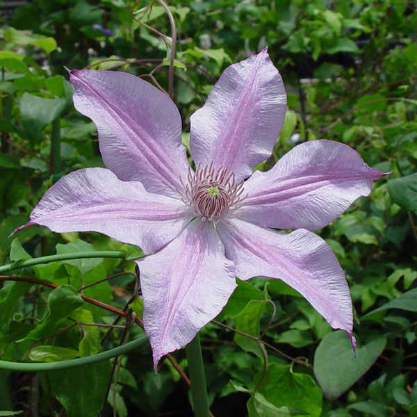 クレマチスの苗/クレマチス：モモワレ（桃割れ）3.5号ロングポット（遅咲き大輪系）桃割れ（ももわれ）は、宇田川正健氏の作出の「アフロシリーズ」の品種。少し波打つように咲く遅咲きの大輪系品種。淡い桃色の筋が特徴の強健種です。タイプ：キンポウゲ...