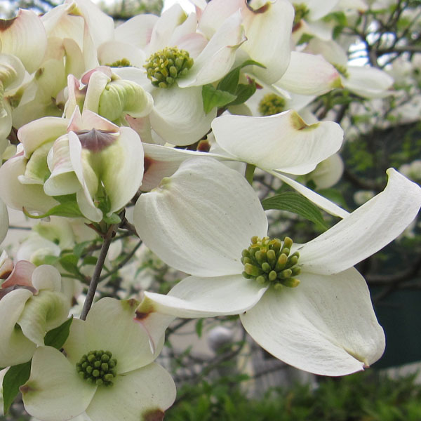 花木 庭木の苗/ハナミズキ：スプリング2.5号ポット樹高わずか10cmで開花する極小のハナミズキの苗！盆栽作りや鉢植えにおすすめです。桜の季節を過ぎると、一斉に開花するハナミズキ。楽しげな雰囲気がすべての人を魅了します。花色、葉色のバラエテ...