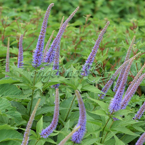 山野草の苗/クガイソウ（九蓋草）3号ポット 2株セット★入荷から日数が経ったためセール価格となりました。商品の状態は画像と異なる場合があります。★九蓋草（クガイソウ）は、日本を代表するような美しい茶花で、穂状の紫花はとても風情があります。ヤ...