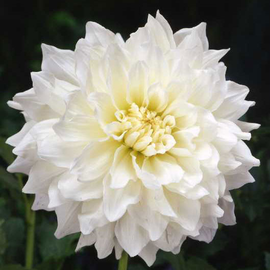 小型 巨大輪咲きダリア球根/ダリア：白陽（はくよう・白）1球入り 3個セット抜群の存在感を示す巨大輪咲き。花径の平均が20cm以上とダイナミックで魅力的です。白陽は、純白のデコラティブ咲き品種です。タイプ：キク科の球根植物草丈：100〜15...