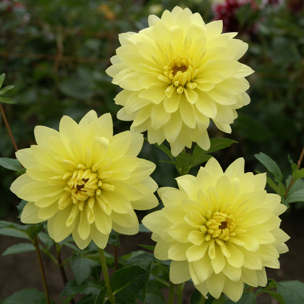 小型 切花向き球根/ダリア：涼月（りょうげつ） 1球入り切花として人気のあるダリアの球根です。1球から30本以上の切花を楽しむことができます。ボーダーガーデンのやや手前への植え込みにもおすすめです。タイプ：キク科の非耐寒性の球根植物草丈：1...