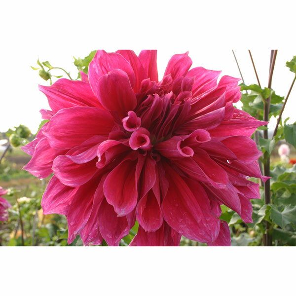 小型 秋田国際ダリア園球根/ダリアの球根：（超巨大輪）エモリーポール日本最大のダリア園「秋田国際ダリア園」から出荷された良質の球根です。いずれの球根も秋田国際ダリア園の代表であり著名な育種家でもある鷲澤氏のおすすめ品種です。エモリーポールは...