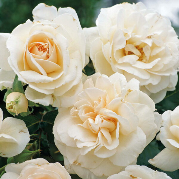 ロゼット咲きのシュラブローズ 返り咲き バラの苗バラの苗/ハークネスローズ：ルイーザストーン大苗3.5号ロングポットハークネスローズ社はガーデンローズ、特にフロリバンダの育種では国際的に評価の高い英国の伝統ある育種会社です。ルイーザストーン...