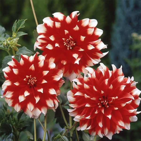 小型 花径約20cmの巨大輪咲きダリア球根/ダリア：ワンダーミート（赤に白）1球入り抜群の存在感を示す巨大輪咲き、花径の平均が20cmとダイナミック！ワンダーミートは、赤色の花弁に先端部分が白くなるタイプです。タイプ：キク科の球根植物植付け...