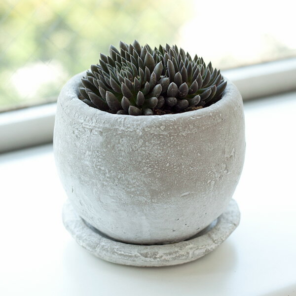 スマロ・四馬路観葉植物/シノクラッスラ：ユンナネンシス鉢植え（皿付き）細長い肉厚の葉を多数ロゼット状に展開する黒味を帯びた多肉植物。美しい葉色を保つためにも、日当たり、風通しの良い屋外で管理しましょう。低温になるとより黒味を帯びます。直径1...