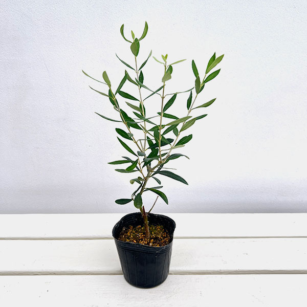オイル用品種 受粉樹に最適 苗木花木 庭木の苗/オリーブ：エルグレコ 3-3.5号ポットオリーブは地中海原産のモクセイ科の常緑中高木。太陽の光と温暖な気候を好みます。年間を通してきれいな葉を茂らせ、ガーデン用の樹木として一番人気となっていま...