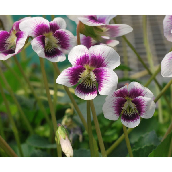 外国種 花付き良い大輪強健種 白地に赤山野草の苗/スミレ：アリスウィター2.5号ポット大輪で花付き良い。強健種。大鉢仕立てにすると、生育・花付き共に良いです。写真は成長時（開花時）のイメージですが、お届けの際はまだ苗ですので、ご了承ください...