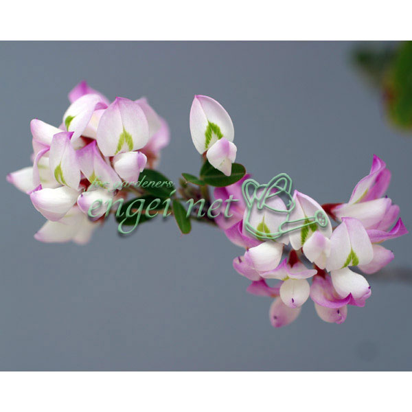 ウンナンハギ山野草の苗/ハギ（萩）：雲南萩（四季咲き）3号ポット 2株セット秋の七草の筆頭におかれている萩は、万葉時代の人々に愛好され、日本人の秋の情感を代表する植物です。日当たりの良い肥沃地を最も好みますが、樹勢が強く適応力もあり、やせた...