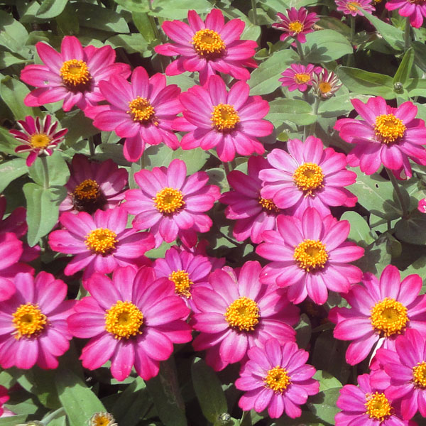 一重草花の苗/ジニア：プロフュージョン チェリー3号ポット 6株セット★入荷から日数が経ったためセール価格となりました。商品の状態は画像と異なる場合があります。★初夏から秋までよく咲く色鮮やかな花。プロフュージョンは株元から多くの分枝を出し...