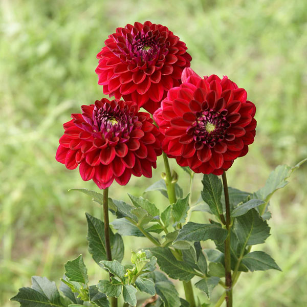 小型 1球から30本前後の花が咲く！切花向き球根/ダリア：紅手毬（べにてまり）1球入り切り花として人気のあるダリア。1球から30本以上の切り花を楽しむ事ができます。紅手毬はオレンジ赤色が鮮やかなポンポン咲きです。草丈：100〜120cmタイ...