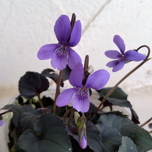 人気の黒葉すみれ山野草の苗/スミレ：ラブラドリカ・ブルー3号ポット 2株セットラブラドリカは北米東部やグリーランドに自生するスミレです。銅葉の葉色とディープブルーの小花とのコントラストがとても美しい植物です。ロックガーデンや鉢植え等に良いで...