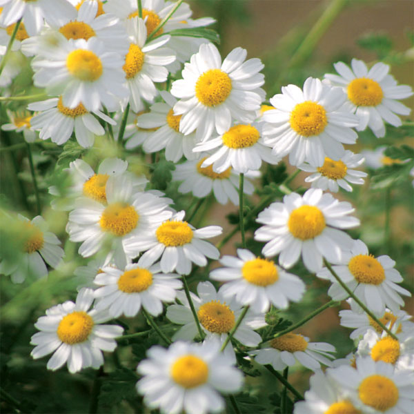 5月〜7月開花 シルバーリーフの宿根草 タナセタム草花の苗/タナケツム：ジャックポット3.5号ポット★入荷から日数が経ったためセール価格となりました。商品の状態は画像と異なる場合があります。★タナケツム・ジャックポットはレースのような、切れ...