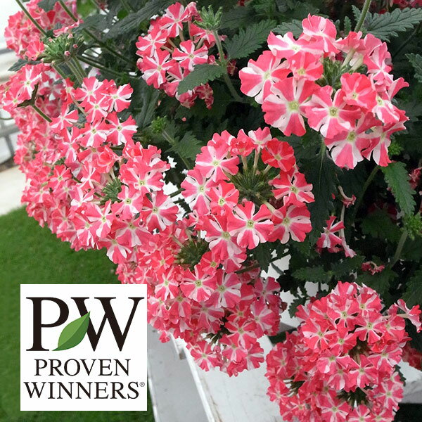 PW 花が大きく生育旺盛・病気に強い！草花の苗/バーベナ：スーパーべナコーラルトゥインクル3号ポットスーパーベナは花房が大きく、色鮮やかで雨や病気に強いバーベナ。これまで品種改良に利用されてこなかった耐病性のあるバーベナの原種を利用して新た...