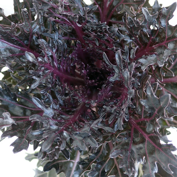 華やかなつやのある人気品種 葉牡丹草花の苗/ハボタン：光子プレミアム（切葉系）2.5号ポット 2株セット光子シリーズは長い年月を経て完成させた葉に光沢のある切れ葉系ハボタンです。寄せ植えや花壇におすすめ！※葉色や細かな葉の形は、株ごとにばら...