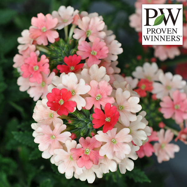 PW 花が大きく生育旺盛・病気に強い！草花の苗/バーベナ：スーパーべナピーチメルバ3号ポット 2株セットスーパーベナは花房が大きく、色鮮やかで雨や病気に強いバーベナ。これまで品種改良に利用されてこなかった耐病性のあるバーベナの原種を利用して...