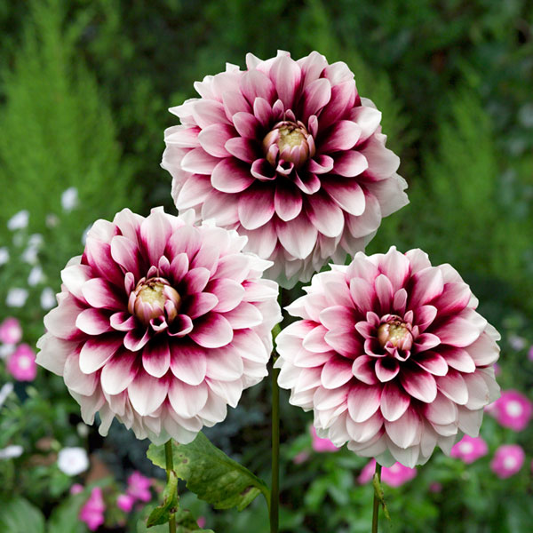 小型 中輪 切り花向き球根/ダリア：宴（うたげ）1球入り 3袋セット切り花として人気のあるダリア。1球から30本以上の切り花を楽しむ事ができます。宴は中輪タイプです。草丈：80〜100cmタイプ：キク科の球根植物植付け適期：3月〜6月開花時...