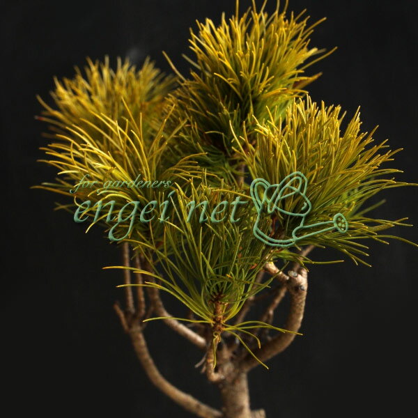 ナスゴヨウマツ 詰まった葉姿山野草の苗/マツ：那須五葉松3号ポット★入荷から日数が経ったためセール価格となりました。商品の状態は画像と異なる場合があります。★那須五葉松は、葉が詰まって短い良産地系の五葉松です。五葉松は亜高山帯の尾根などで小...