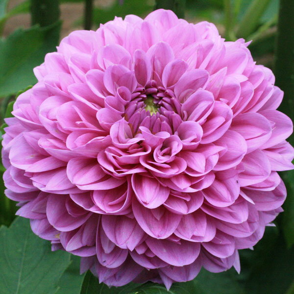 小型 秋田国際ダリア園球根/ダリアの球根：（中小輪）チュチュ1球日本最大のダリア園「秋田国際ダリア園」から出荷された良質の球根です。いずれの球根も秋田国際ダリア園の代表であり著名な育種家でもある鷲澤氏のおすすめ品種です。チュチュは藤桃色の中...