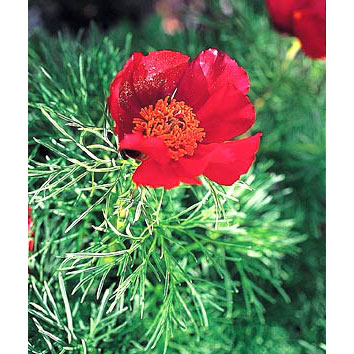 ウィンターセール イトハシャクヤク 繊細な糸葉に赤い花 細葉シャクヤク Paeonia tenuifolia草花の苗/シャクヤク（芍薬）：糸葉シャクヤク4号ポット★入荷から日数が経ったためセール価格となりました。商品の状態は画像と異なる場合...