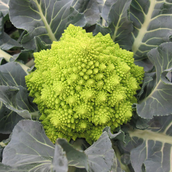 ブロッコリーとカリフラワーの特徴を合わせもつ野菜の苗/イタリア野菜：カリフラワーロマネスコの苗3-3.5号ポットブロッコリーとカリフラワーの特徴を合わせもつ、ロマネスコはイタリア産のサンゴ礁のようなユニークな形のブロッコリー（カリフラワー）...