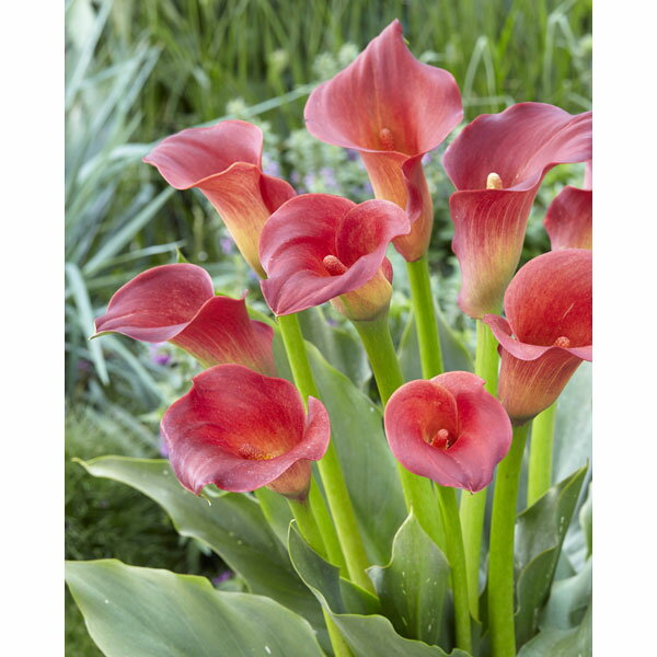 小型 春植え球根 花壇・鉢植えで栽培できる畑地性カラー球根/カラー：赤色 1球入りカラーバリエーションが豊富なカラーの新色です。花壇・鉢植えはもちろん、切り花にも最適です。タイプ：サトイモ科の半耐寒性球根植物植付け適期：3〜5月開花時期：7...