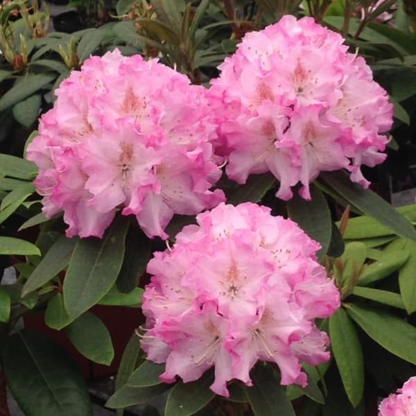 非常に花付きが良い・鉢植え向き品種花木 庭木の苗/西洋シャクナゲ：マリアン3.5号ポット★入荷から日数が経ったためセール価格となりました。商品の状態は画像と異なる場合があります。★シャクナゲはツツジと同じく、約800種もあるといわれるロード...