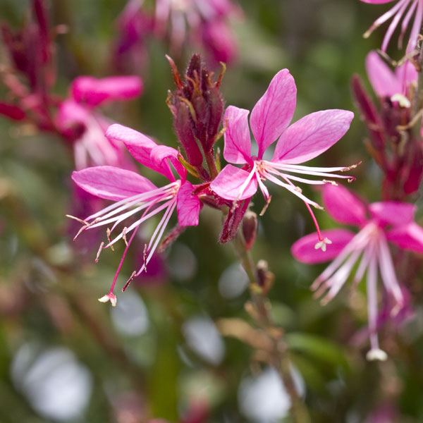 植えっぱなしでOK！丈夫で花がたくさん咲く！草花の苗/ガウラ （白蝶草）：サマーパピヨン ピンク3号ポット 12株セット★入荷から日数が経ったためセール価格となりました。商品の状態は画像と異なる場合があります。★枝がまっすぐ伸長し、草姿の美...