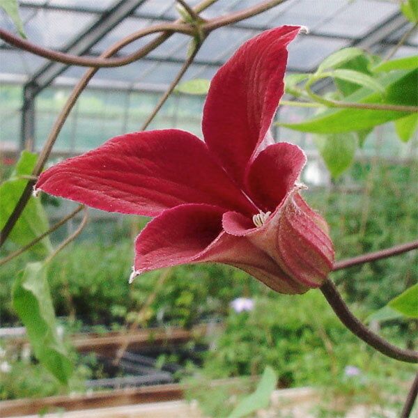 クレマチスの苗/クレマチス：グレイブタイ ビュティー 3.5号ロングポット（テキセンシス系）印象的な濃紅色の釣鐘形の花を上向きに咲かせる人気品種です。英国のグラベティマナーにちなんだ名前を持ちます。多花性で四季咲き性の強い強健種です。庭植え...