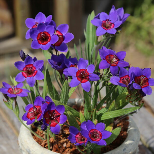 球根芽出しポットバビアナ：ルブロキネア3.5号ポットバビアナは南アフリカ原産のアヤメ科の球根植物です。発色の良い原種バビアナです。★バビアナは、花芽が出てくると葉が枯れる性質があります。お届け時に葉が枯れ始めている場合がありますが、苗の状態...