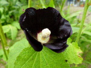 ブラックマロウ・タチアオイ・黒いビロードのような花・世にも不思議な真っ黒なティーに草花の苗/ホリホック：ブラック3号ポット 3株セット花の少ない夏場に楽しく花壇を彩るホリホック（タチアオイ）。この品種はとても印象的でビロードのような質感のブ...