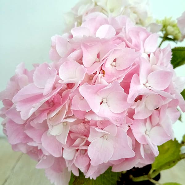 育てるアジサイ ハイドランジア 紫陽花 苗花木 庭木の苗/アジサイ：ジューンブライド3.5号ポット★この商品は苗木です★白色をベースにほんのり薄めのピンク色がかわいい一重テマリ咲き品種。開花期から3ヶ月後あたりからグリーン色（秋色アジサイ）...