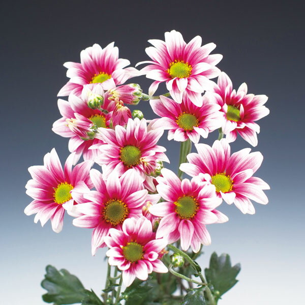 草花の苗/切花菊苗：二度咲き変わり菊赤色系（レーヌ）2.5号ポット 6株セット★入荷から日数が経ったためセール価格となりました。商品の状態は画像と異なる場合があります。★1年に2度開花が楽しめる菊です。5月頃に一度咲き、花後に切り戻しておけ...