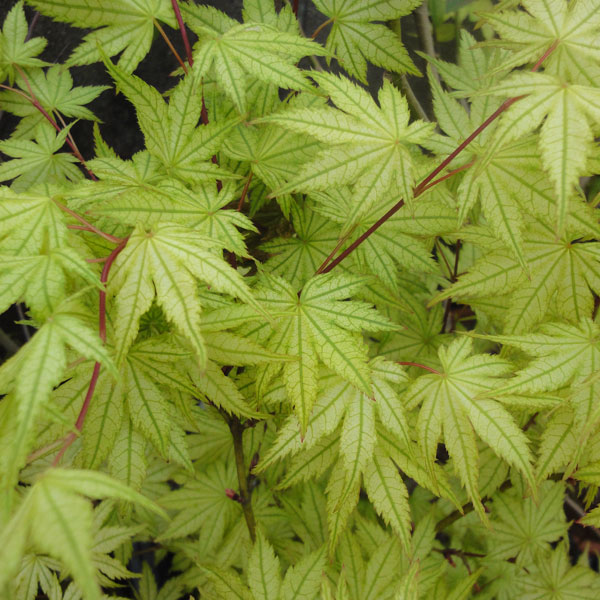 葉脈が美しい人気品種花木 庭木の苗/モミジ：鴫立沢（シギタツサワ）3.5-4号ポット鴫立沢（青鴫立沢・シギタチザワ）はヤマモミジの代表的な品種のひとつ。荒い鋸葉に脈斑の人気品種です。葉は優美な小型で、春先の葉は淡緑色の葉に涼しげな濃緑色の葉...