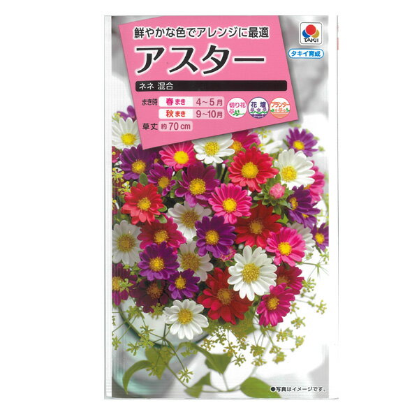 タネ・小袋 鮮やかな色でアレンジに最適！ 春・秋まき 種 タネアスター：ネネ混合[タキイ 花タネ]アスターは花もちがよく夏の切り花で重宝され、洋風アレンジにも欠かせない人気の花。「ネネ」は花径2〜3cmの極小輪一重咲きで茎がかたく、ボリュー...