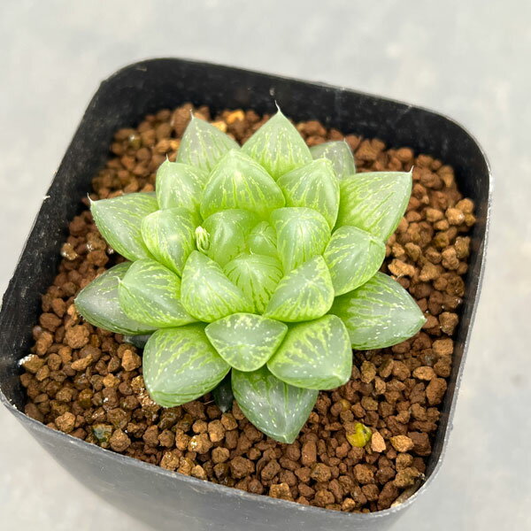 多肉植物 軟葉系観葉植物/ハオルチア：光るオブツーサ　2.5号鉢植えハオルチアはぷにぷにとした姿のかわいい多肉植物。南アフリカのケープ地方などに自生する多肉植物の仲間です。葉の先が透明になっていることから「クリスタルプラント」や「砂漠の宝石...
