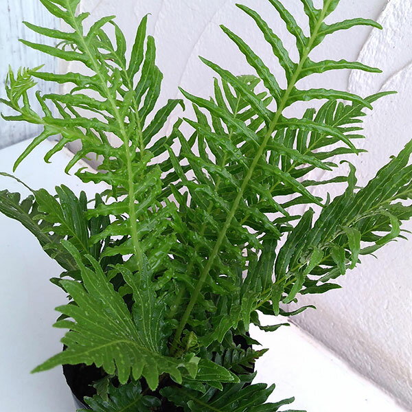 光沢のある葉が美しいシダ科の観葉植物観葉植物/ブレクナム（ロマリア）： シルバーレディー4号ポットブレクナムは木立性のシダ植物で、厚みと光沢のある爽やかな葉を茂らせます。半日陰の高温多湿でよく生育するので、室内や日陰の観葉植物におすすめです...