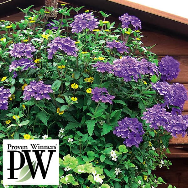 PW 花が大きく生育旺盛・病気に強い！草花の苗/バーベナ：スーパーべナブルー3号ポット 6株セットスーパーベナは花房が大きく、色鮮やかで雨や病気に強いバーベナ。これまで品種改良に利用されてこなかった耐病性のあるバーベナの原種を利用して新たに...