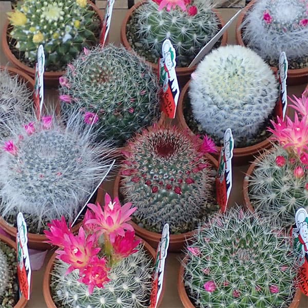 楽天市場】サボテン 花(観葉植物|花・観葉植物):花 楽天市場】サボテン 花(観葉植物|花・観葉植物):花