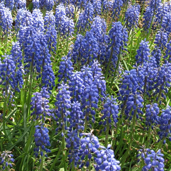 驚くほどの長期開花性！ムスカリ：ビッグスマイル（アルメニアカム）5球植え4号ポット早春のコンテナ植えやロックガーデンに最適なムスカリ。ビッグスマイルは、アルメニアカムの1種で、アルメニアカムよりも大きな花穂で茎葉は短めです。球根も大きめなの...