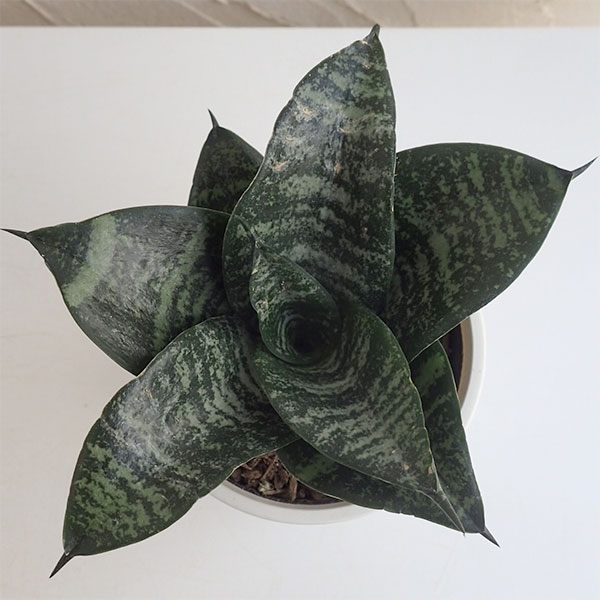 多肉植物 サンスベリア観葉植物/サンセベリア：ハニー4号鉢植えハニーはわい性のサンセベリアで、草丈はが10〜20cm、葉はロゼット状に展開します。小型で酢が印象的なフォルムの葉が美しく、とても丈夫です。テーブル観葉やちょっとしたスペースのイ...